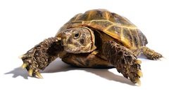 Why You Should Put a GPS Tracker on Your Turtle - SecurityWeek